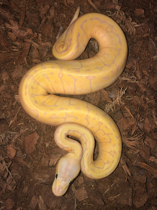 Pastel Banana Pinstripe Ball Python (male)
