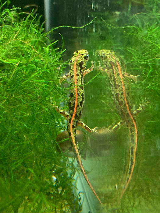 Pygmy marbled newt (Triturus pygmaeus) :: Serpents-and-salamanders